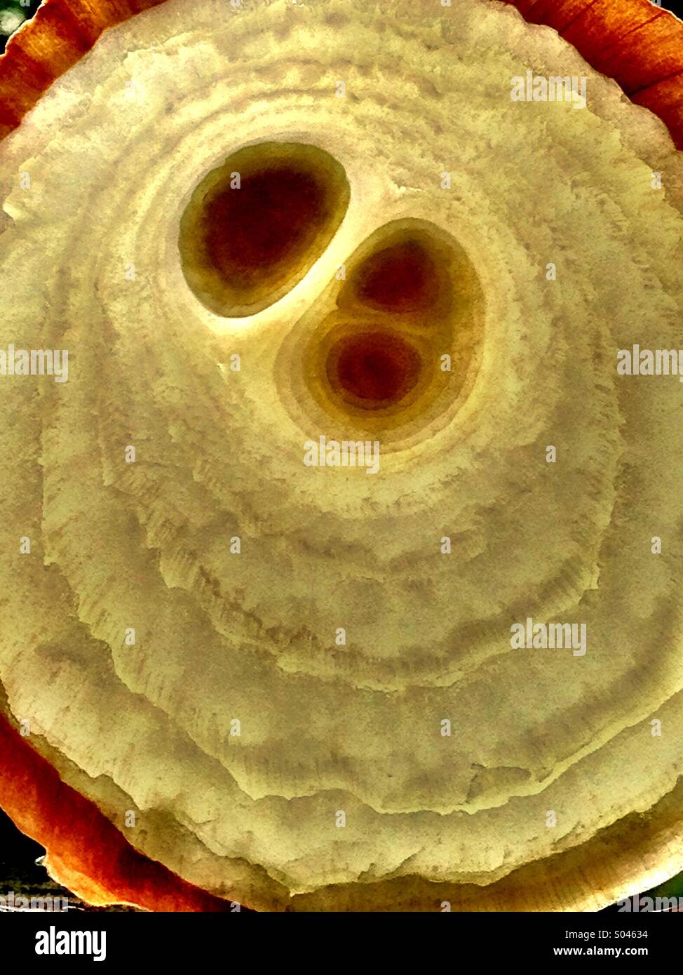 Onion texture hi-res stock photography and images - Alamy