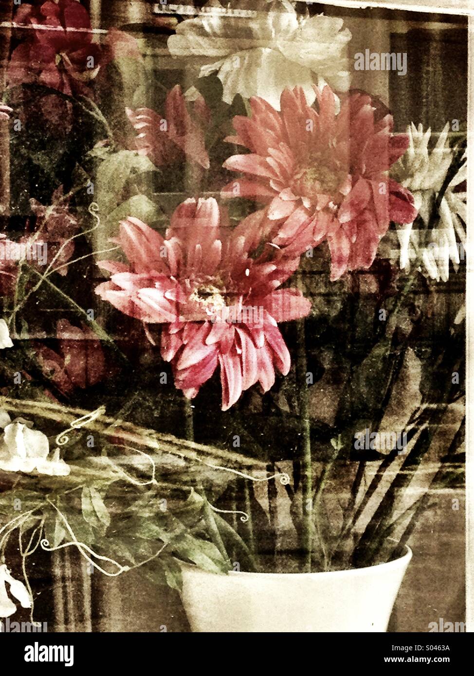 Flowers behind glass hi-res stock photography and images - Alamy