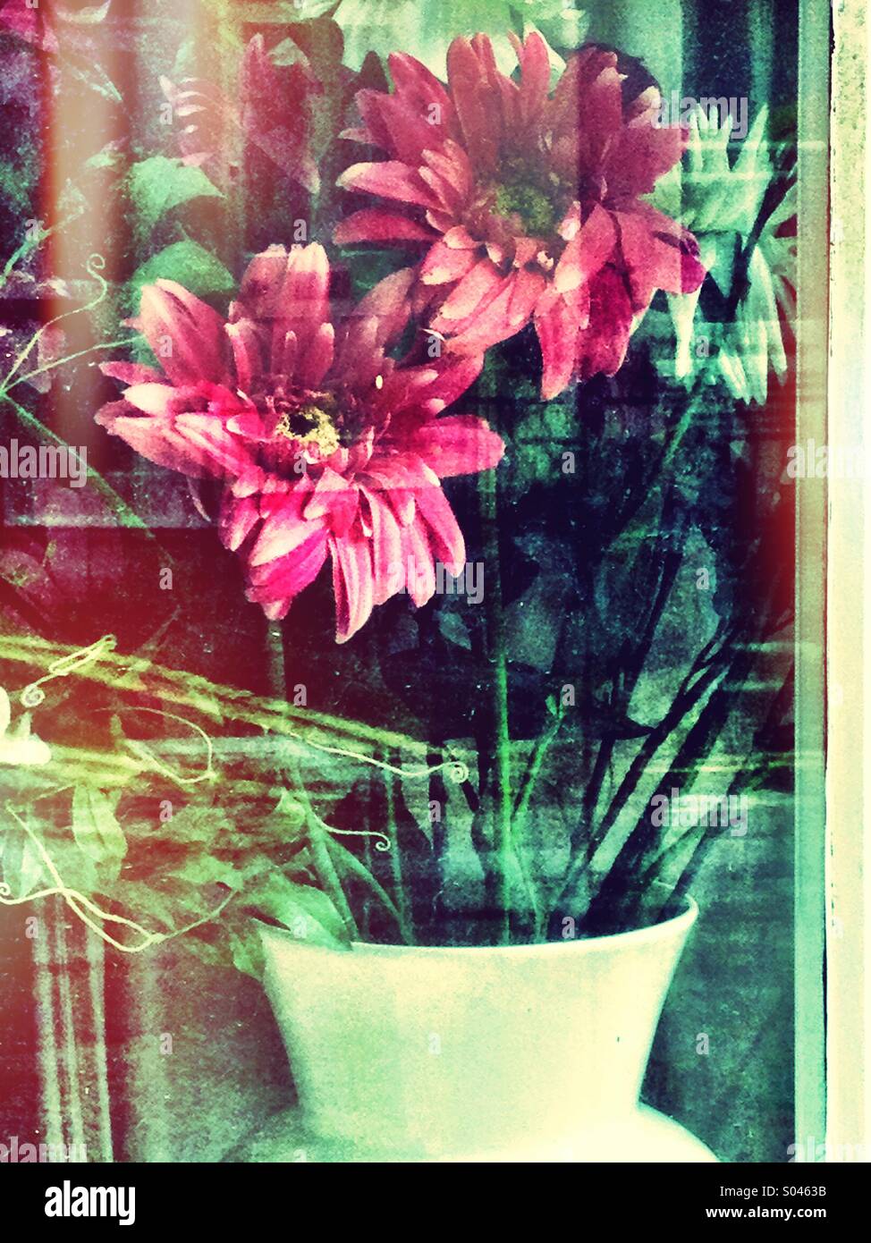 Flowers through window Stock Photo - Alamy