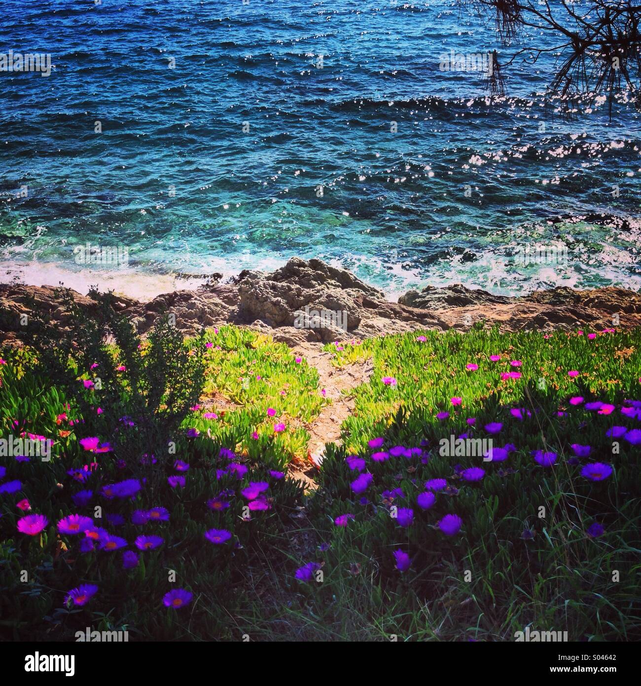 The flower beach Stock Photo - Alamy