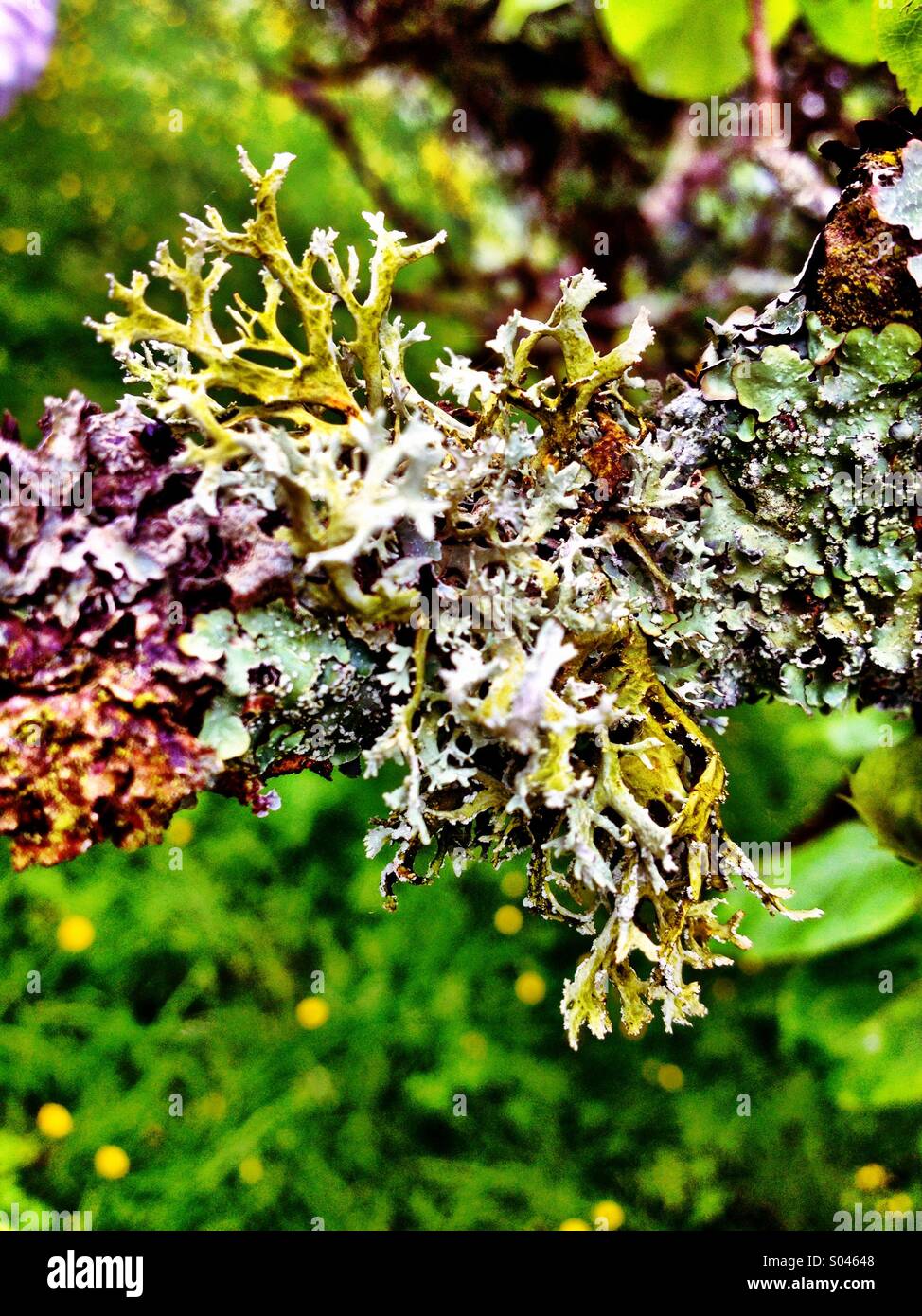 Lichen on tree Stock Photo - Alamy