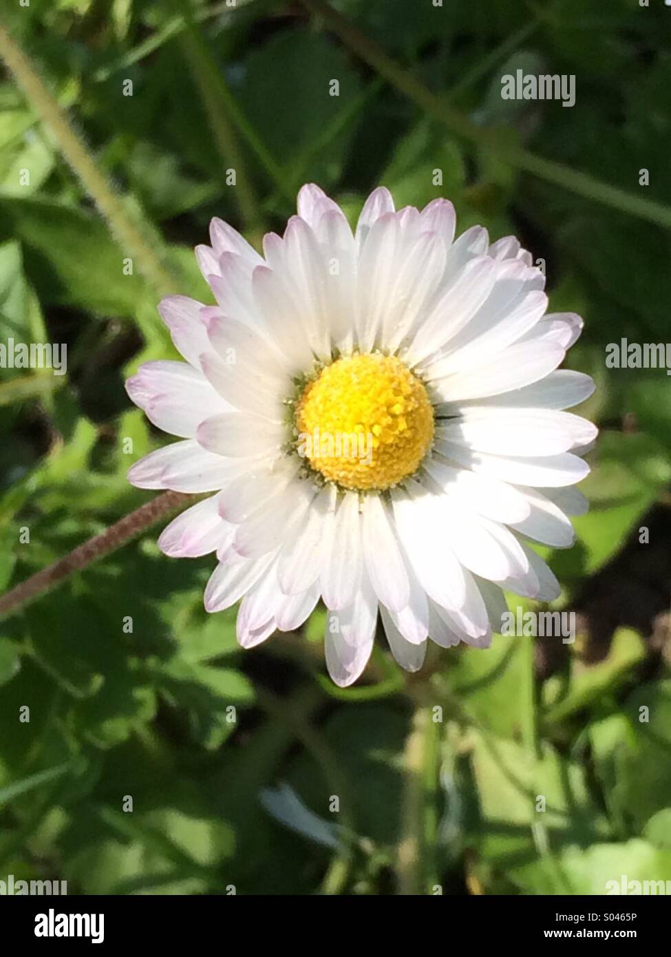 Sunlight daisy hi-res stock photography and images - Alamy