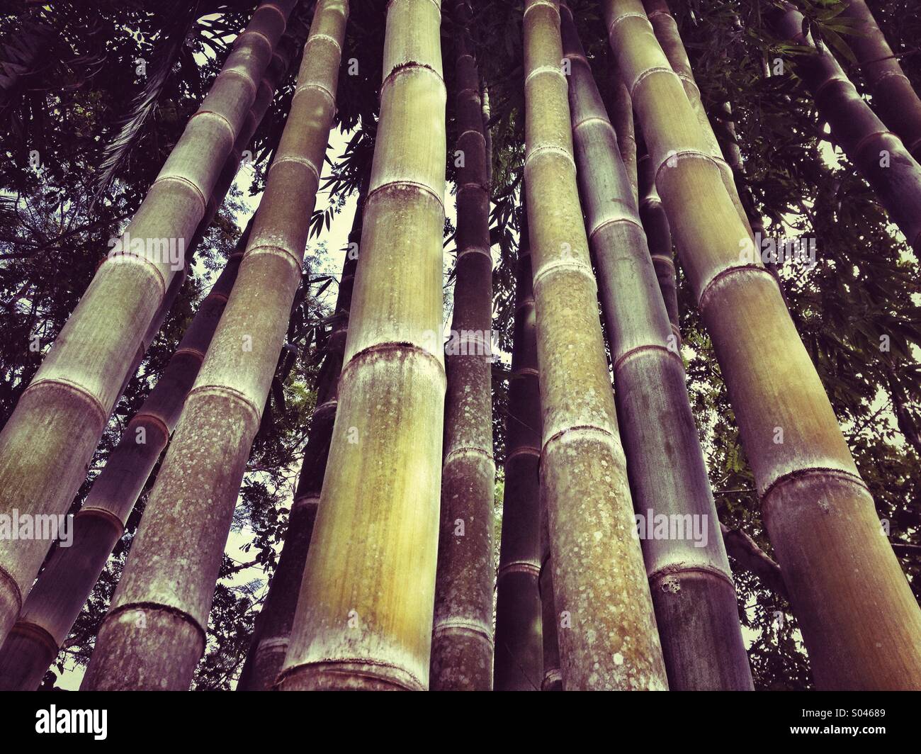 Trunks bamboo hi-res stock photography and images - Alamy