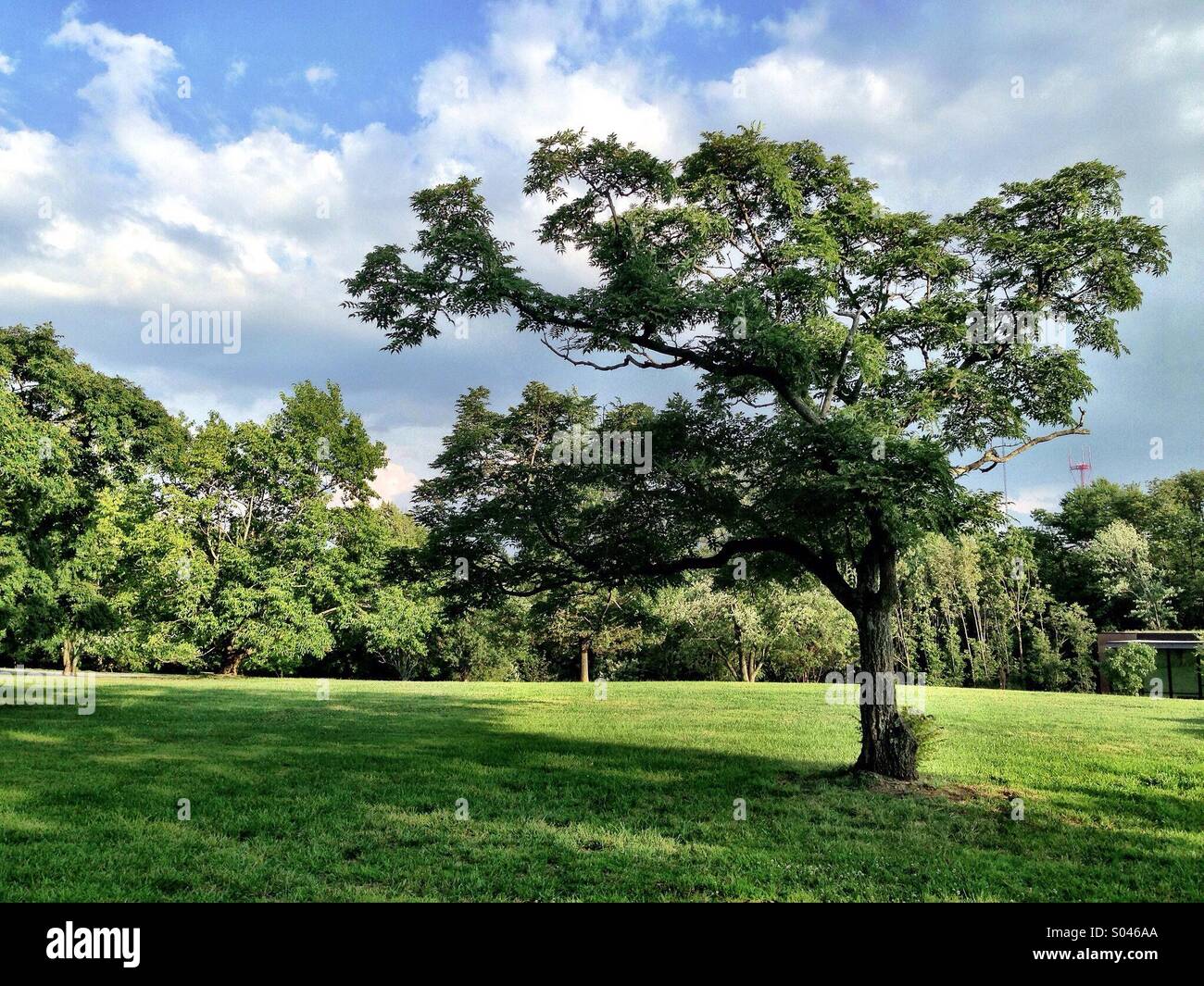 A lone tree at Cylburn Arboretum in Baltimore Stock Photo - Alamy