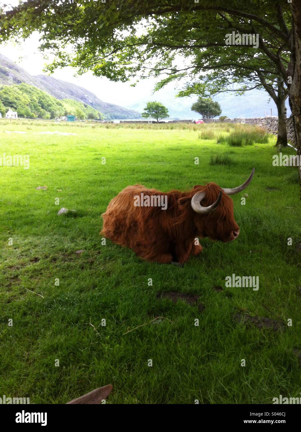 Highland cow sitting down smartphone stock photos and images - Alamy