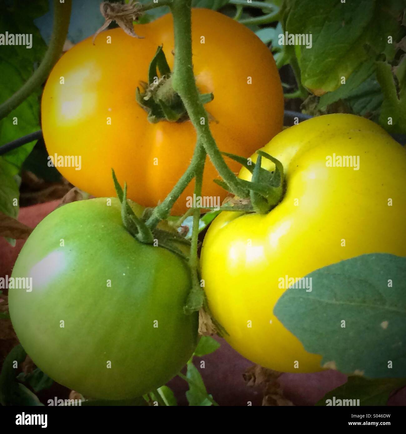 Green back tomato hi-res stock photography and images - Alamy