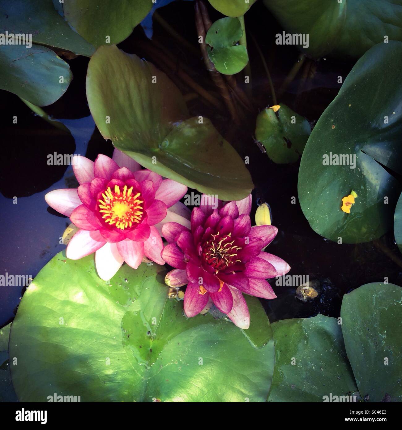 Two lily pads hi-res stock photography and images - Alamy