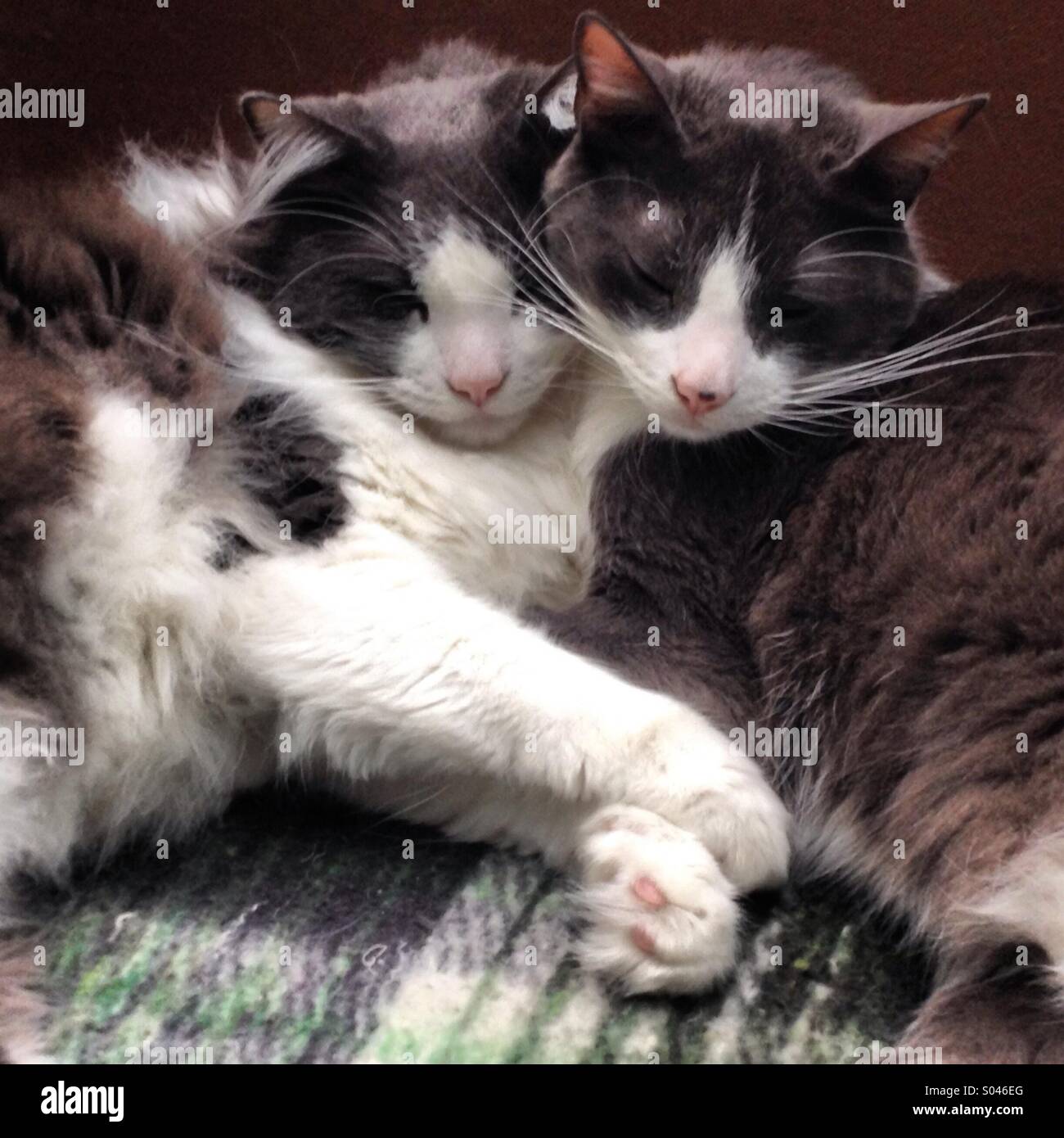 Two cat brothers sleep in a sofa in Colonia Roma, Mexico City, Mexico ...