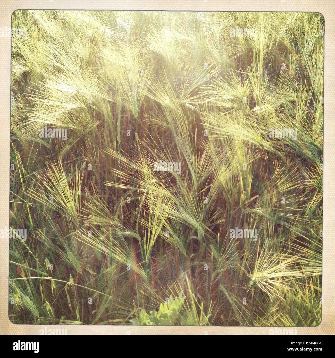 Wheat field in Italy Stock Photo - Alamy