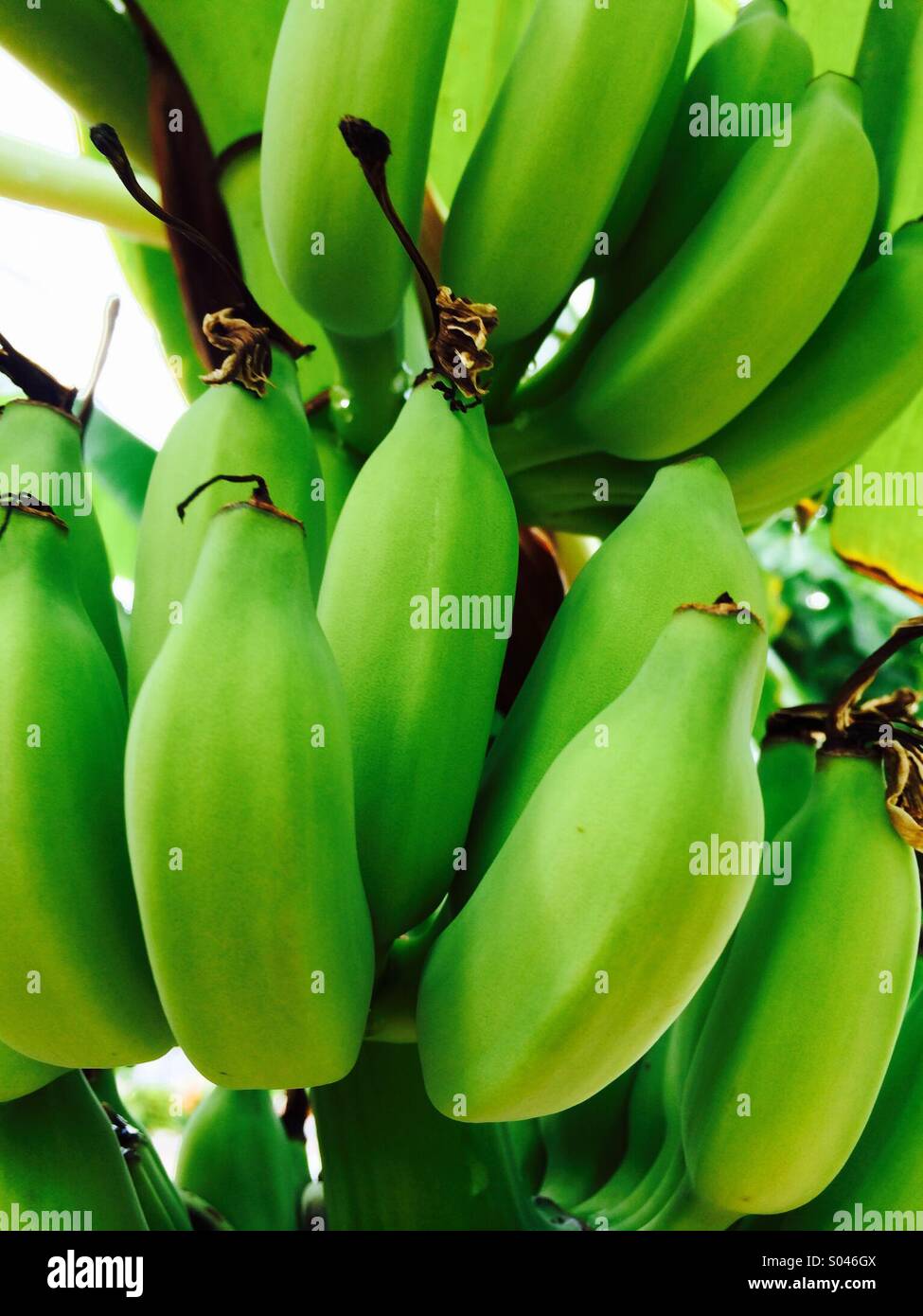 Green bananas hi-res stock photography and images - Alamy