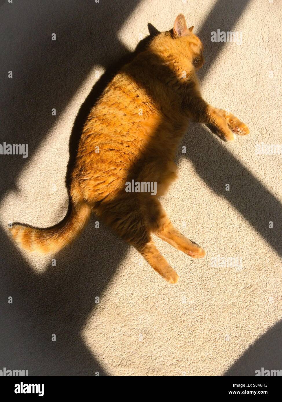 Cat lying sun hi-res stock photography and images - Alamy