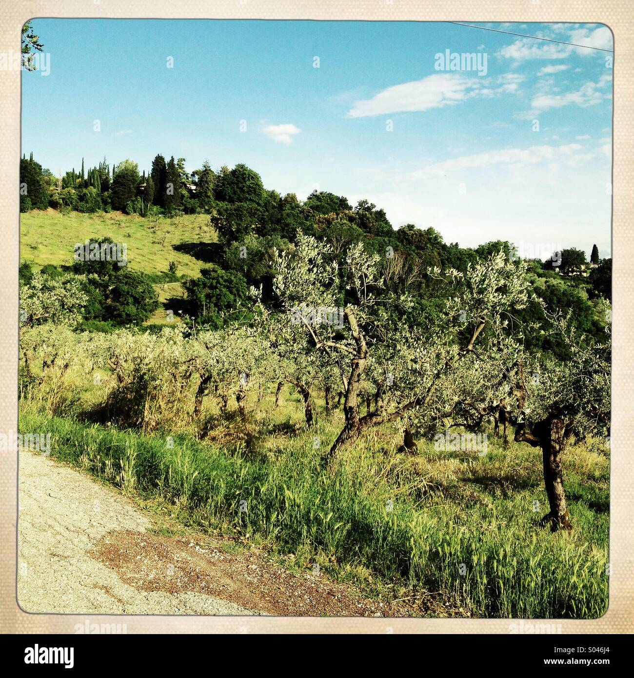 Olive field in Umbria, Italy Stock Photo - Alamy