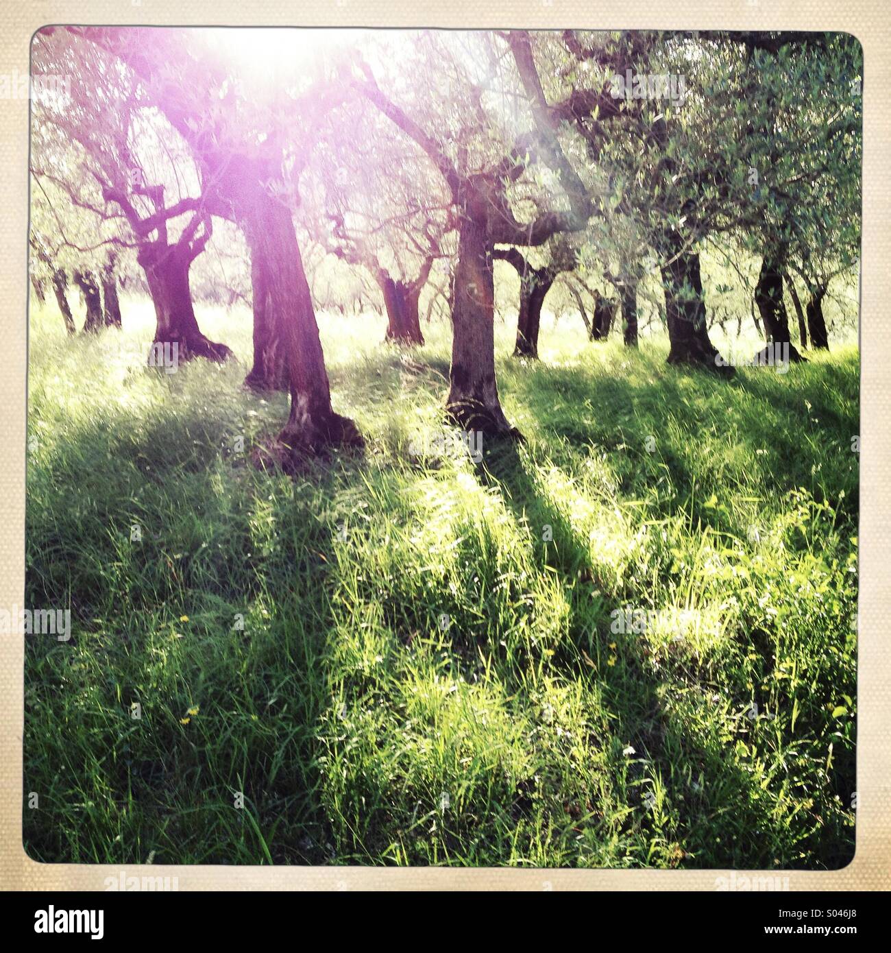 Olive field in Umbria, Italy Stock Photo - Alamy