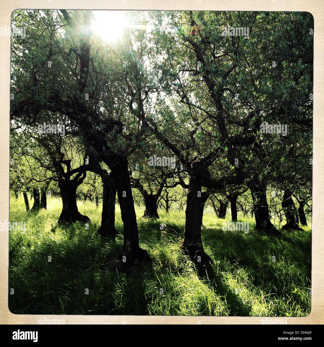 Olive field in Umbria, Italy Stock Photo - Alamy