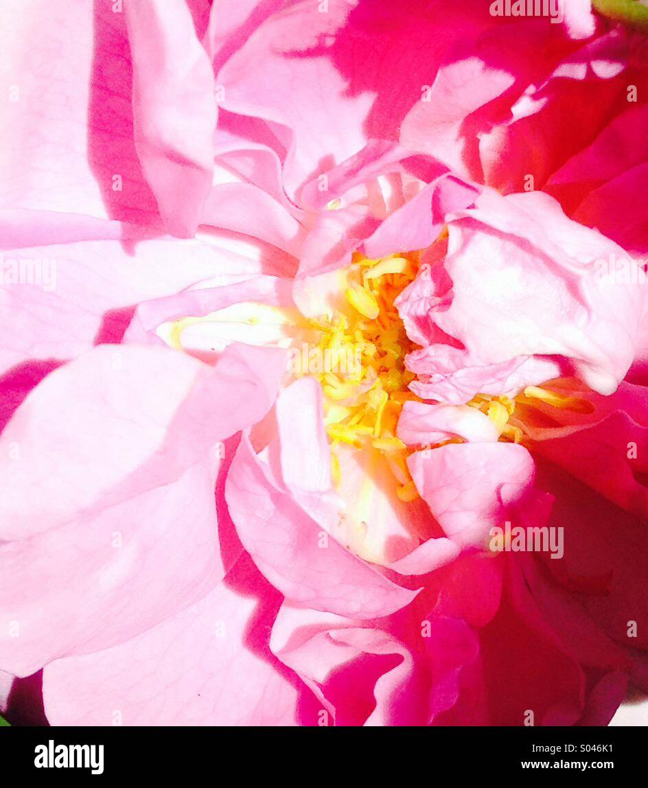 Pink rose in sunlight Stock Photo - Alamy