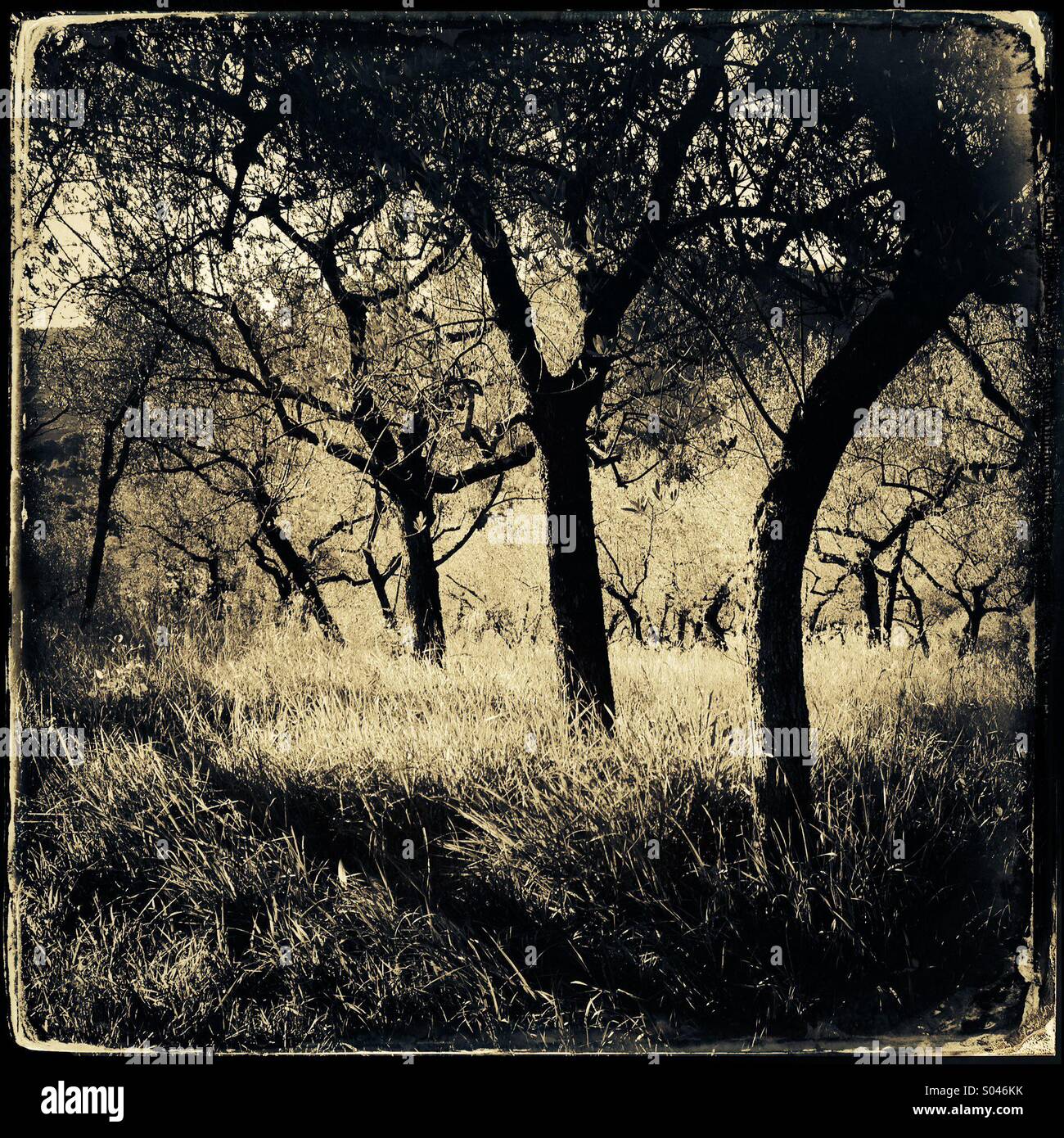 Olive field in Umbria, Italy Stock Photo - Alamy