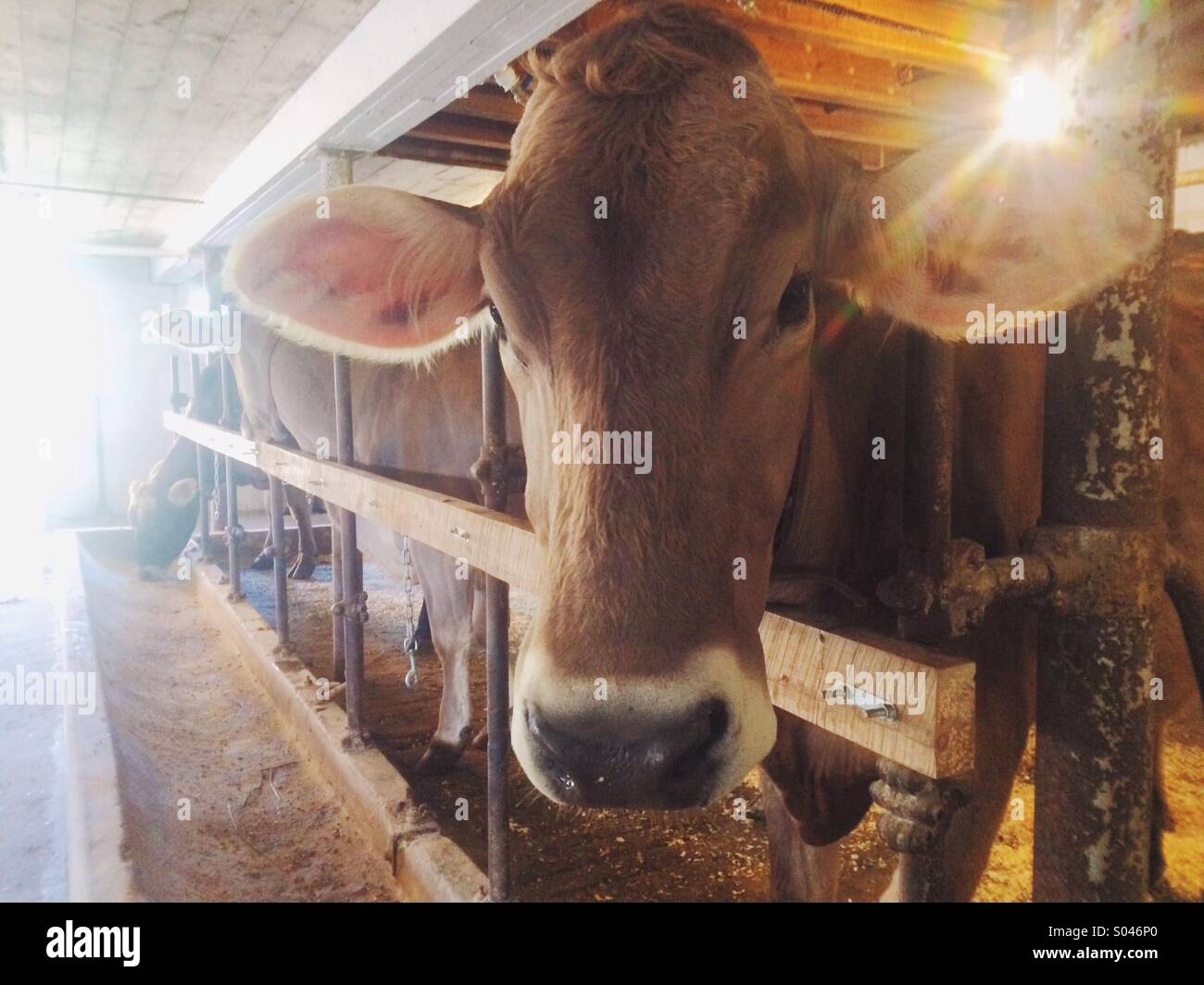 Happy Cow High Resolution Stock Photography and Images - Alamy