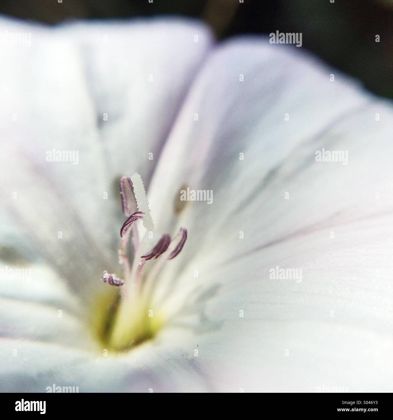 Macro of a white convolvulus arvensis Stock Photo - Alamy