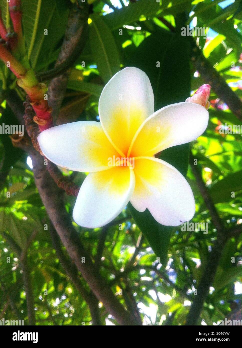 Cute beautiful flower hi-res stock photography and images - Alamy