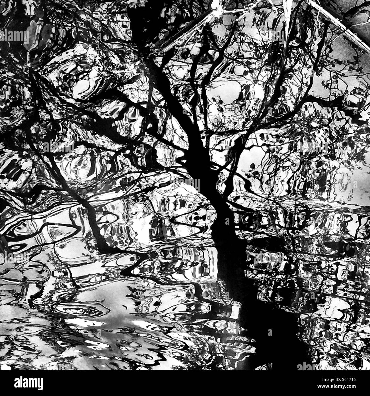 Tree water Black and White Stock Photos & Images - Alamy