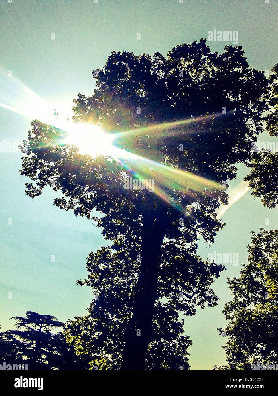 Oak tree with sun streaming through it set against a clear blue sky ...