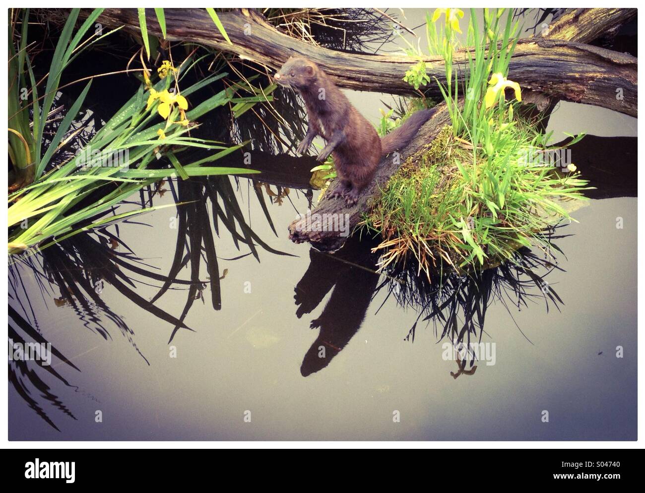 Mink animal hi-res stock photography and images - Alamy