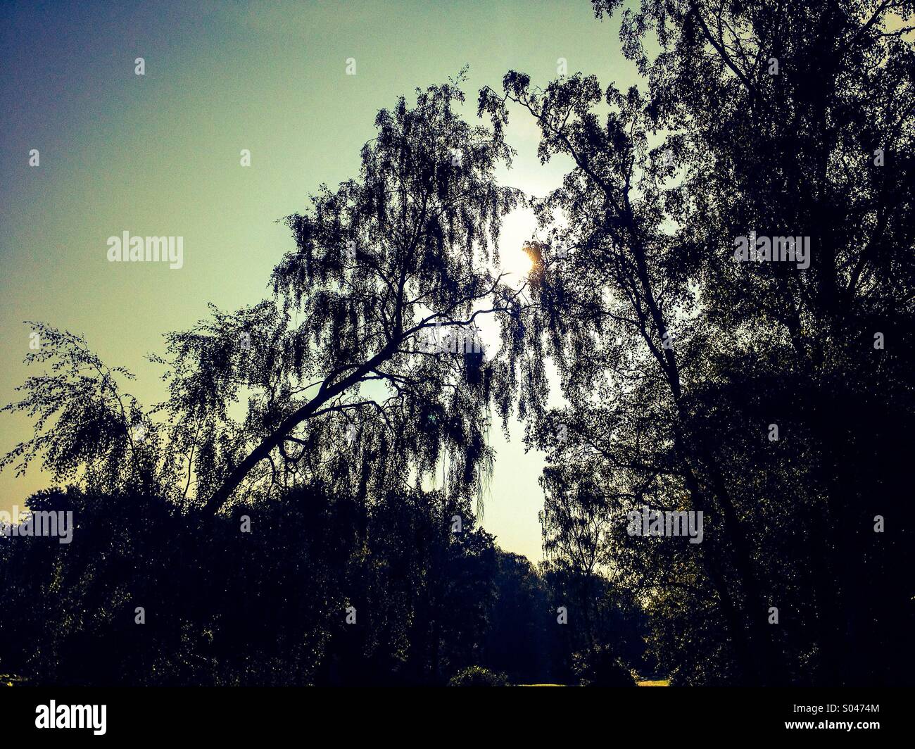 Leaning towards sun hi-res stock photography and images - Alamy