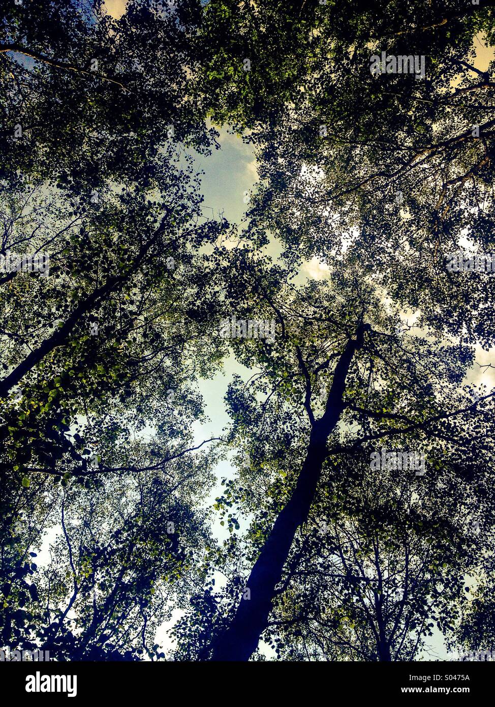 Looking up through trees to blue Skype sunny day Stock Photo - Alamy