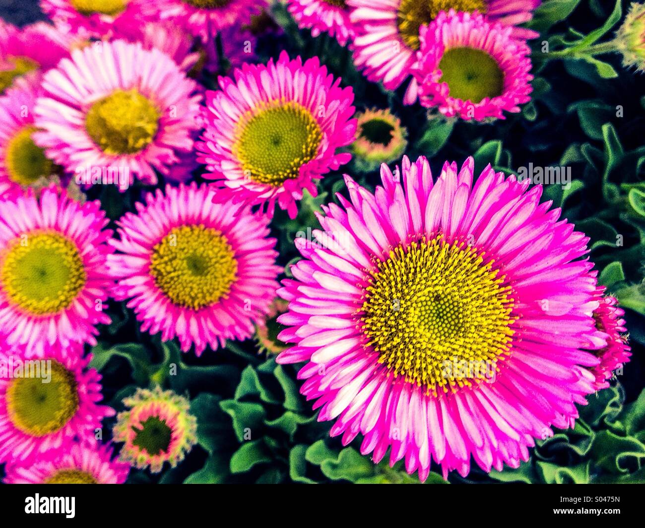 Overhead view of flowers Stock Photo - Alamy