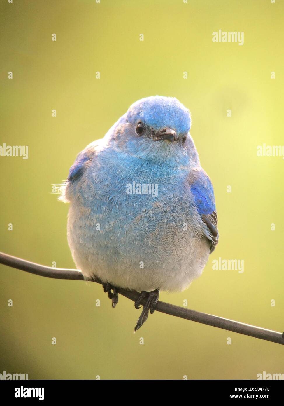 Yellowstone bird hi-res stock photography and images - Alamy