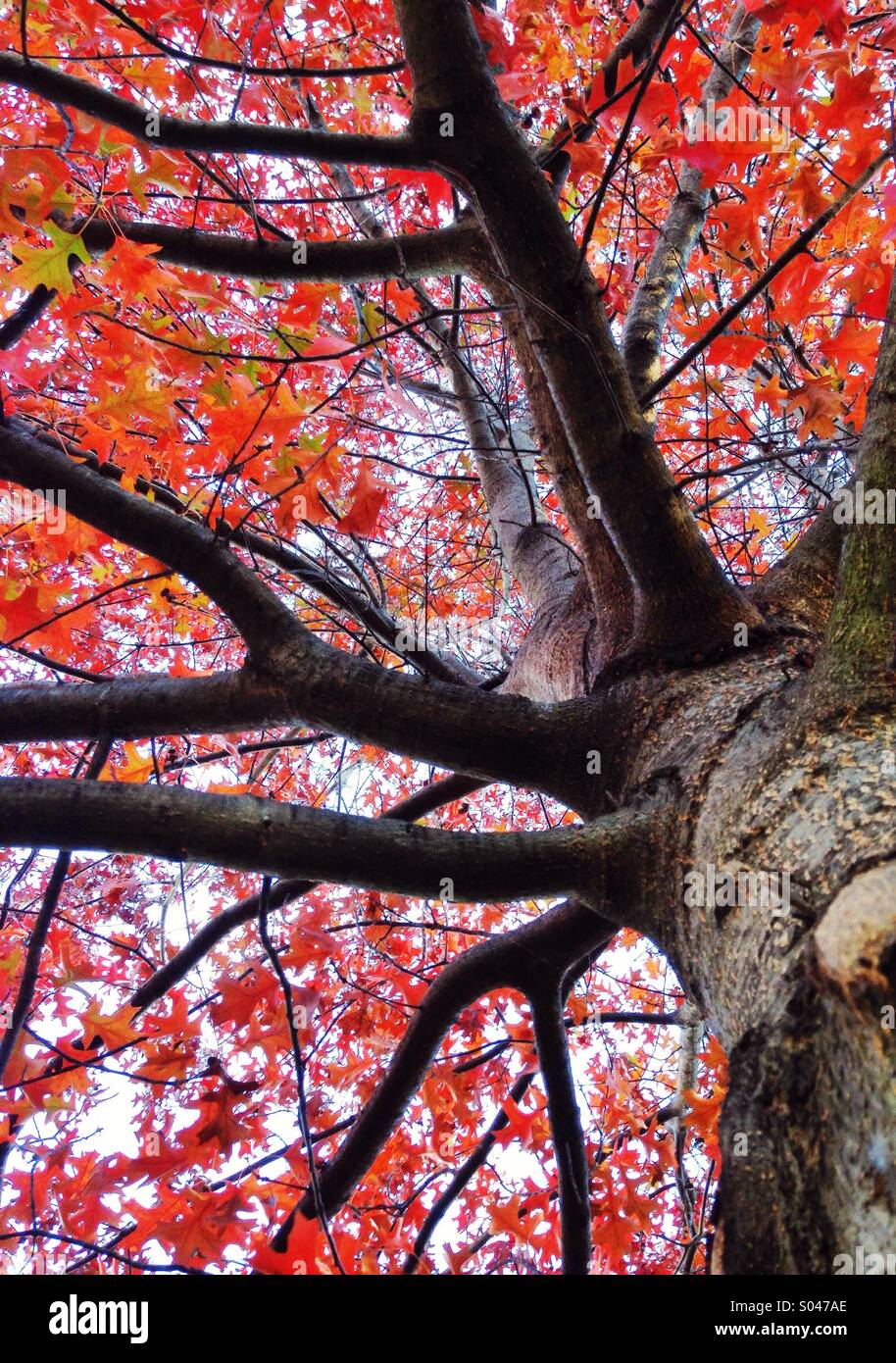 Looking up at a maple tree in autumn Canberra Stock Photo - Alamy