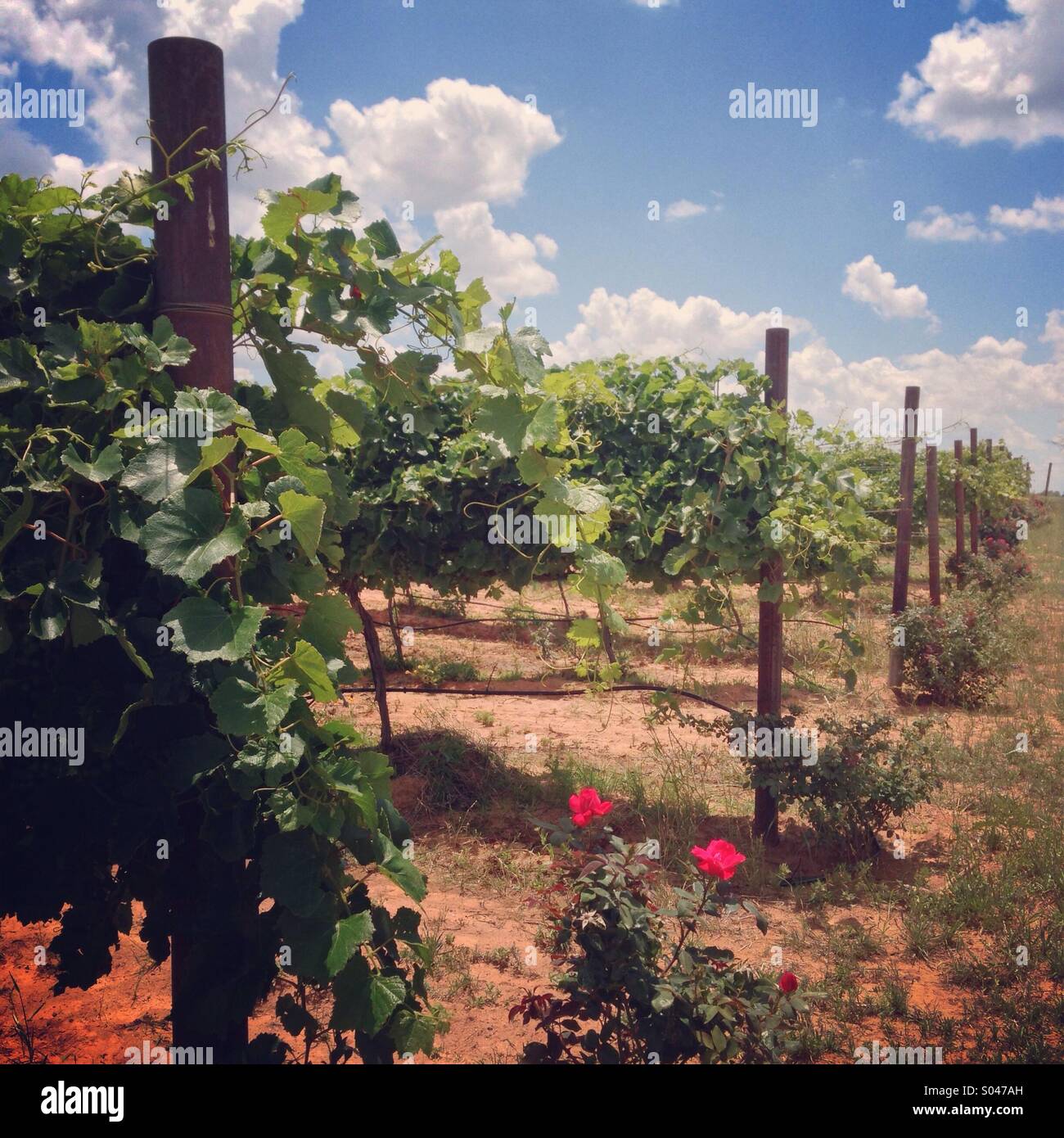 Vines and roses hi-res stock photography and images - Alamy