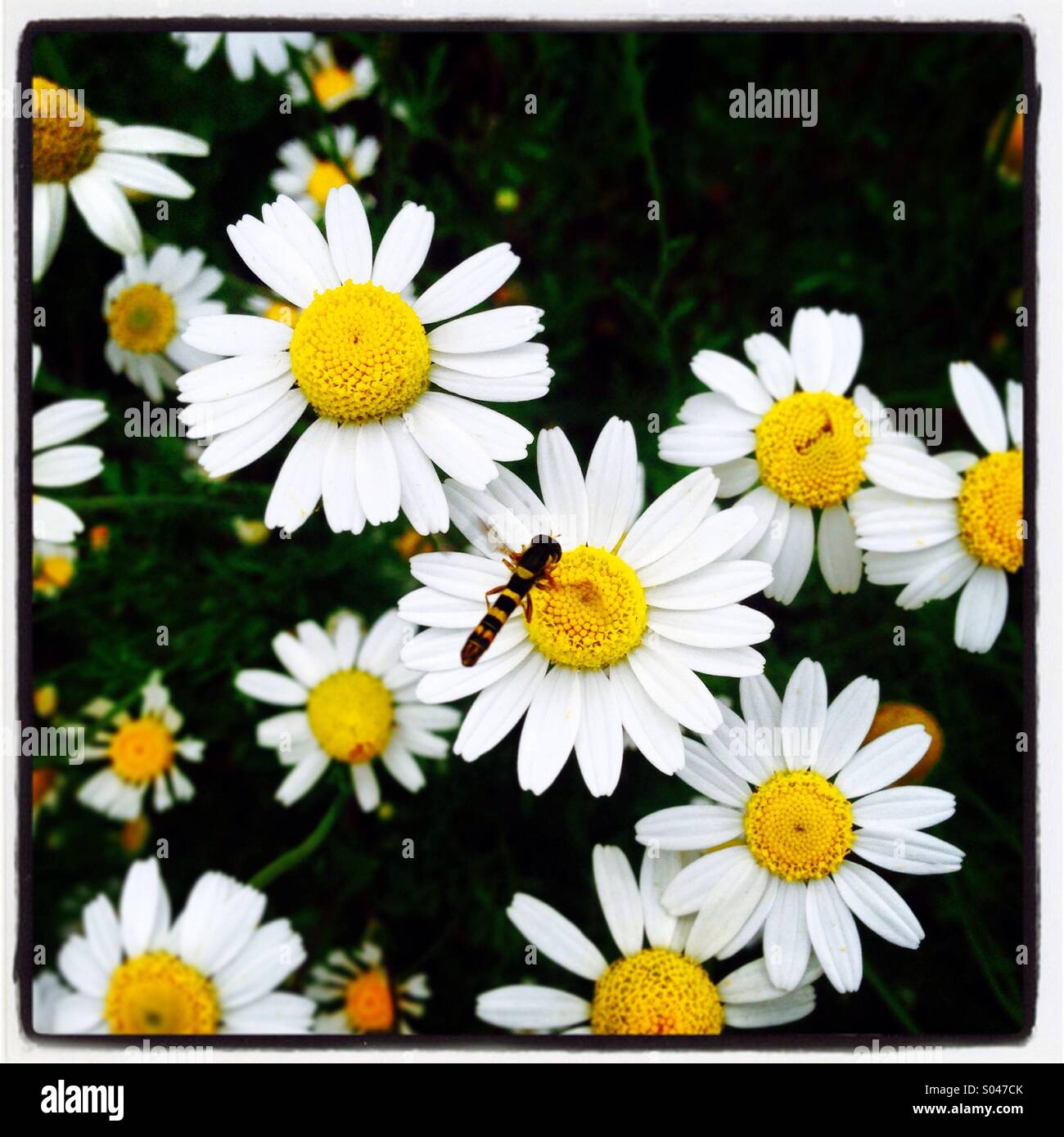 Pic of bug hi-res stock photography and images - Alamy