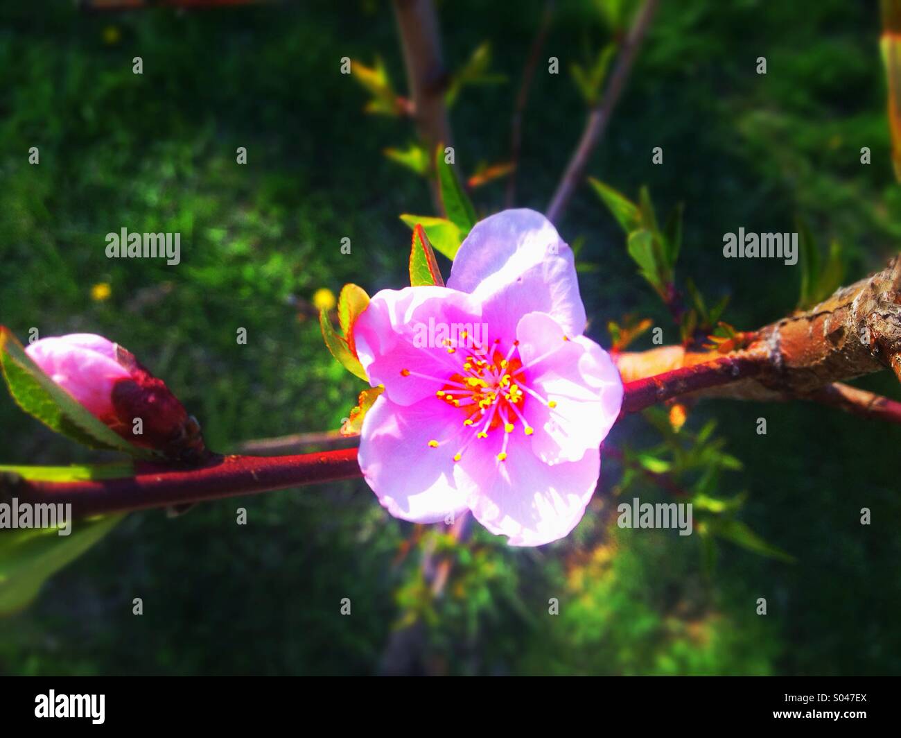 Sum burst hi-res stock photography and images - Alamy Sum burst hi-res stock photography and images - Alamy