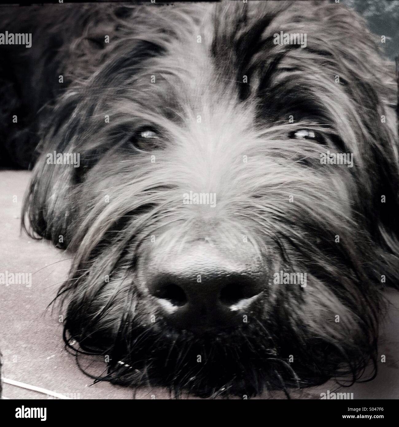 Close up of a black labradoodle dog Stock Photo - Alamy