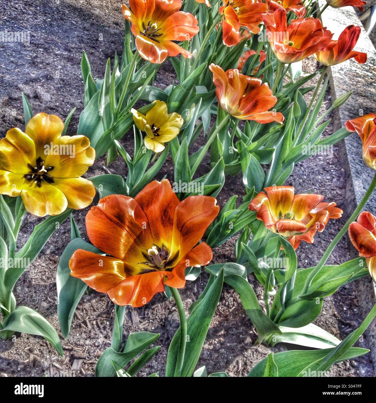 Open tulips hi-res stock photography and images - Alamy