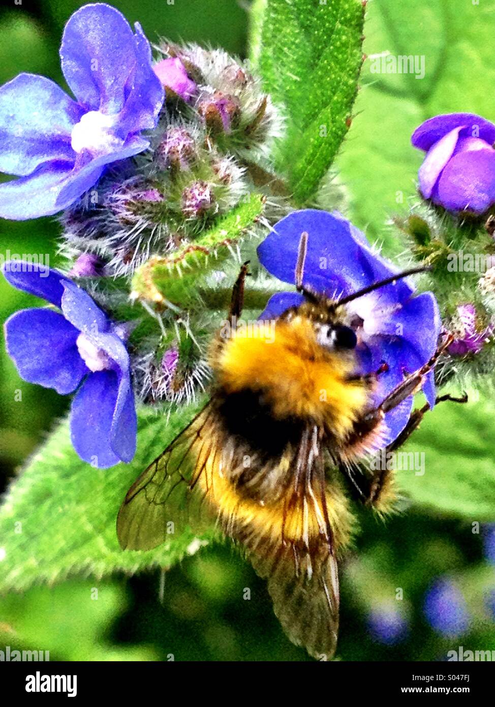 Honey bee busy pollinating flowers smartphone stock photos and images ...