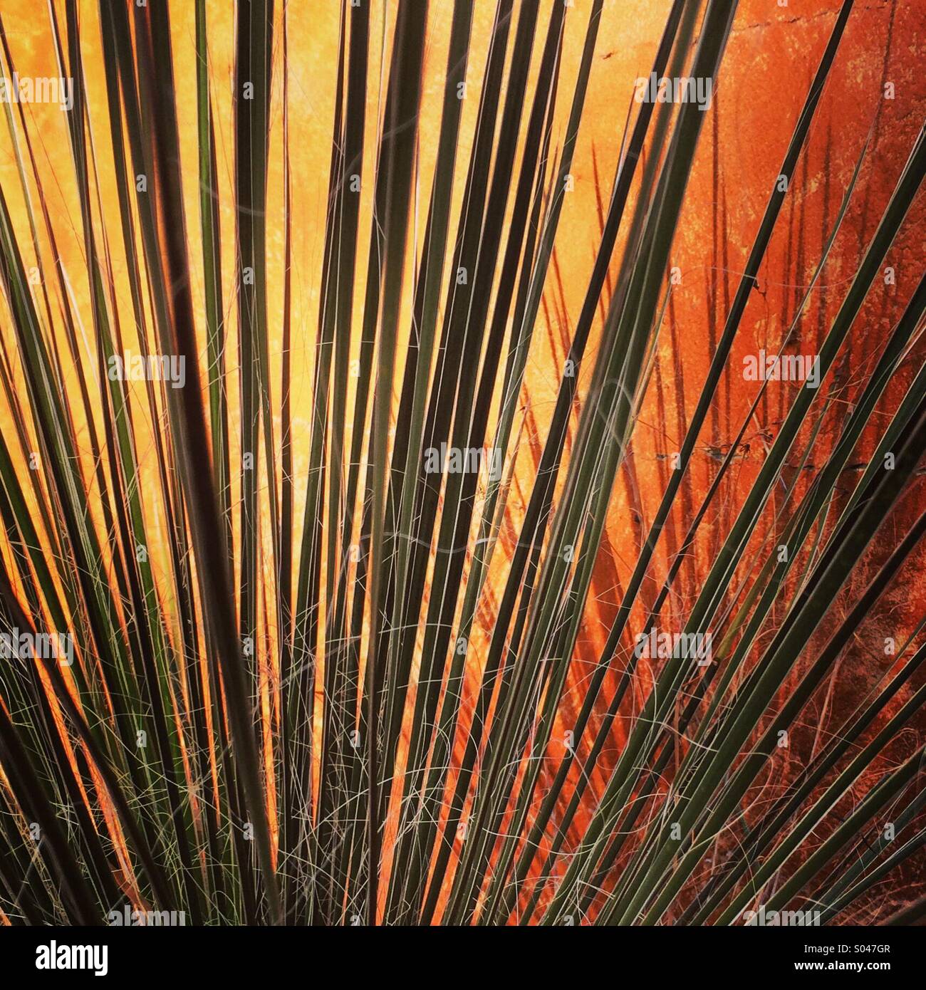 Foliage in the desert hi-res stock photography and images - Alamy