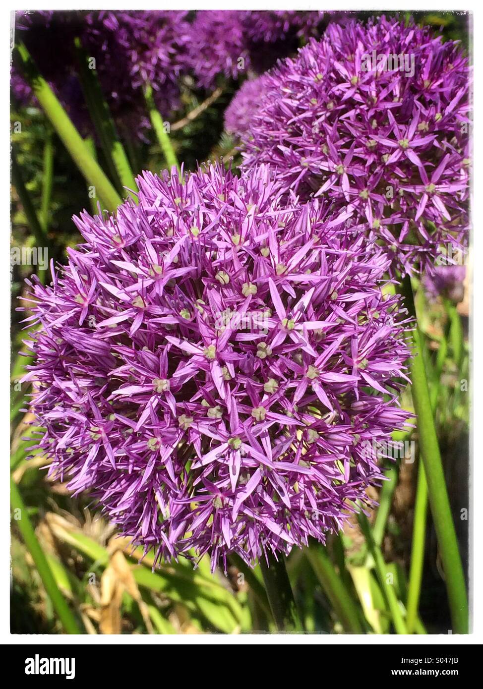 Allium ball hi-res stock photography and images - Alamy