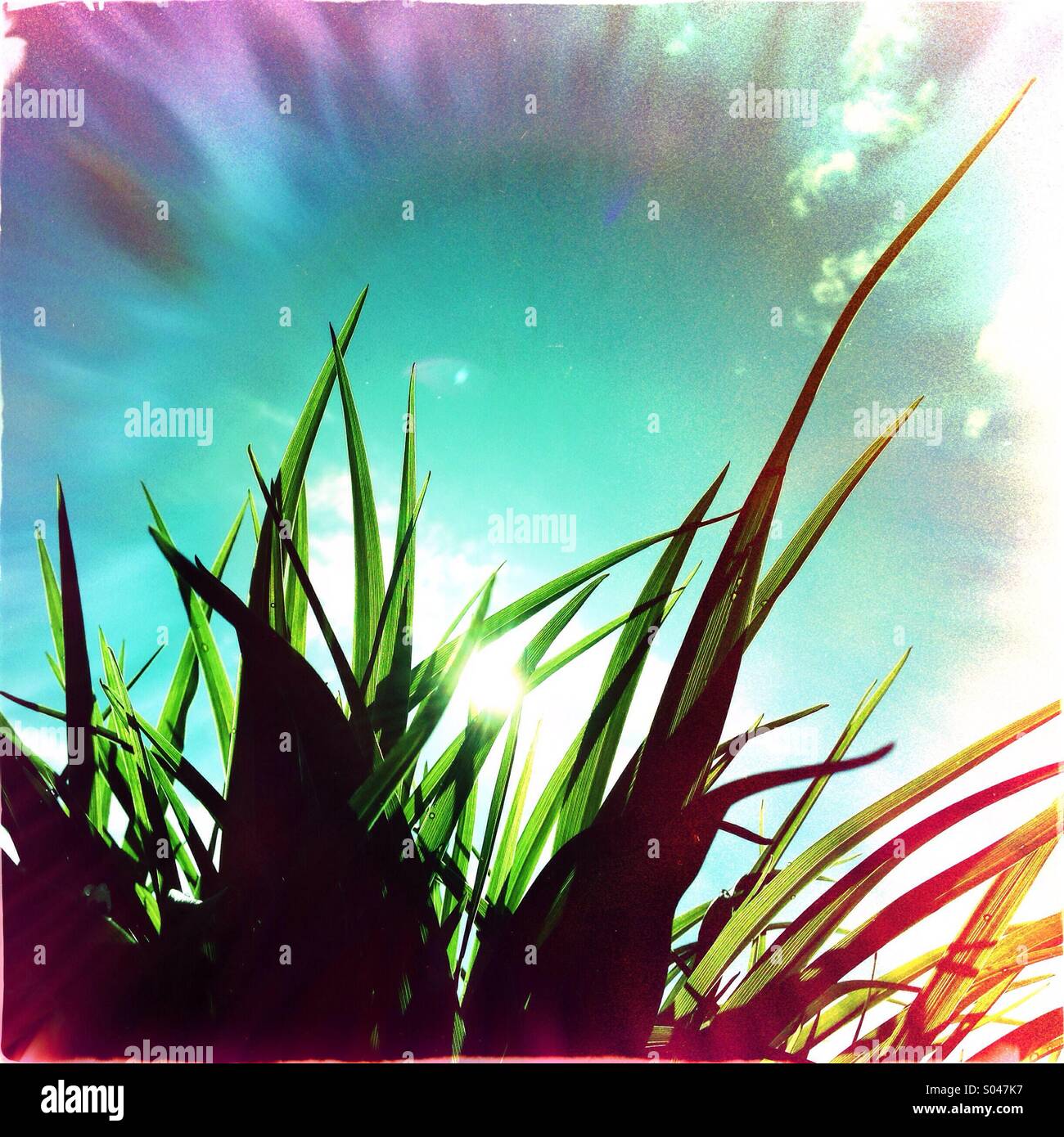 Grass yard home sunrise hi-res stock photography and images - Alamy