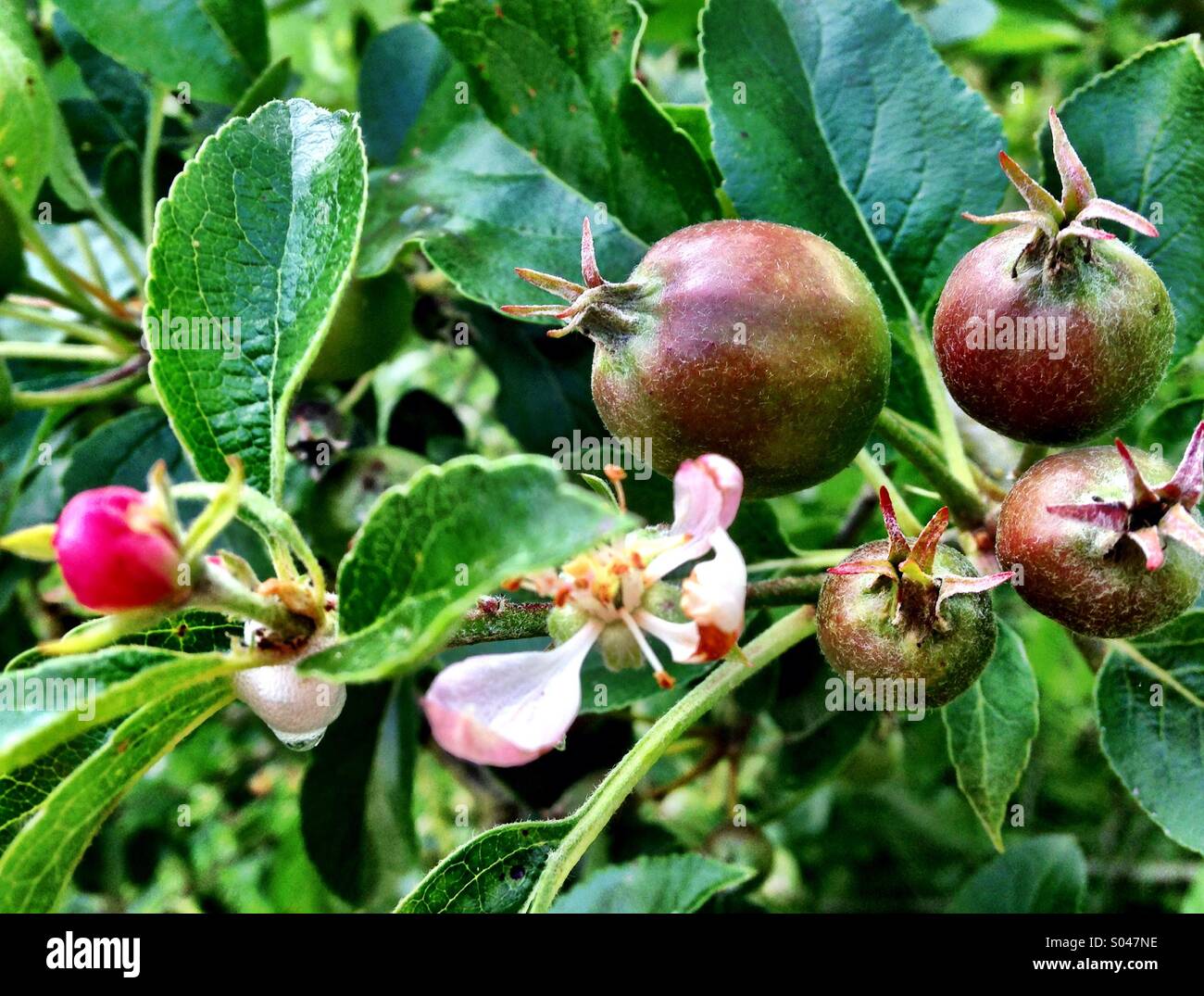 Immature Buds High Resolution Stock Photography and Images - Alamy