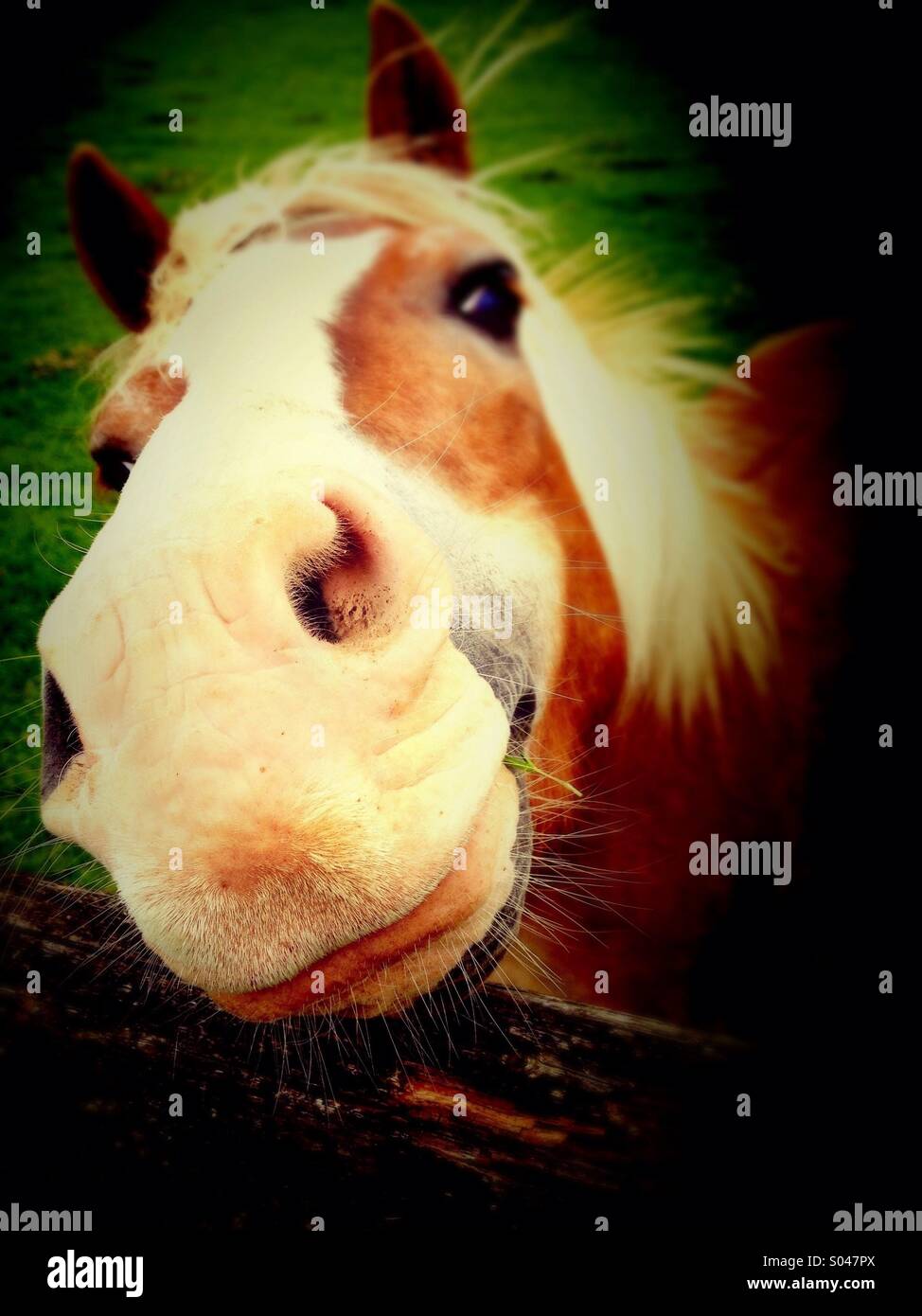 Face nose hi-res stock photography and images - Alamy