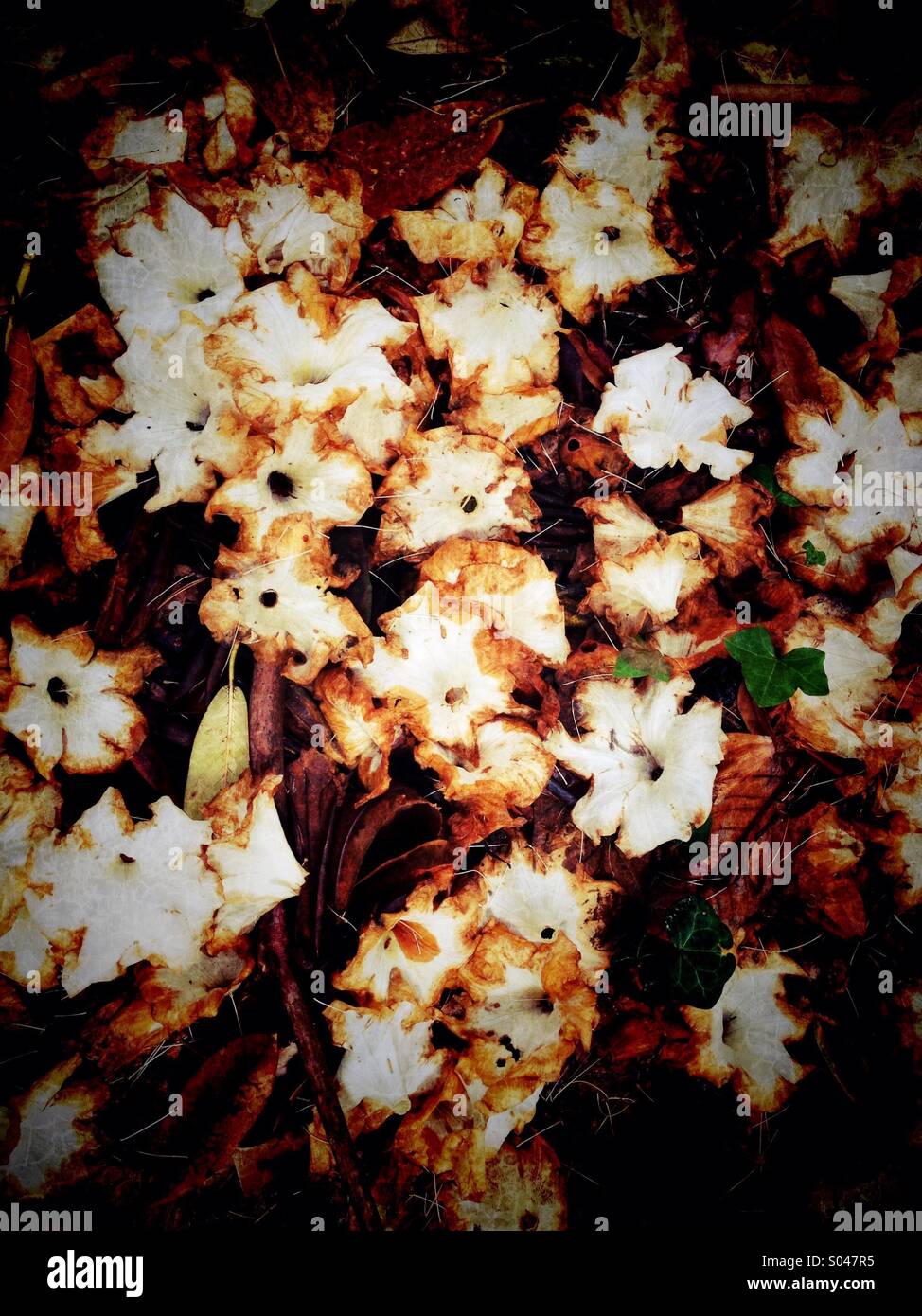 Decaying rhododendron petals Stock Photo - Alamy