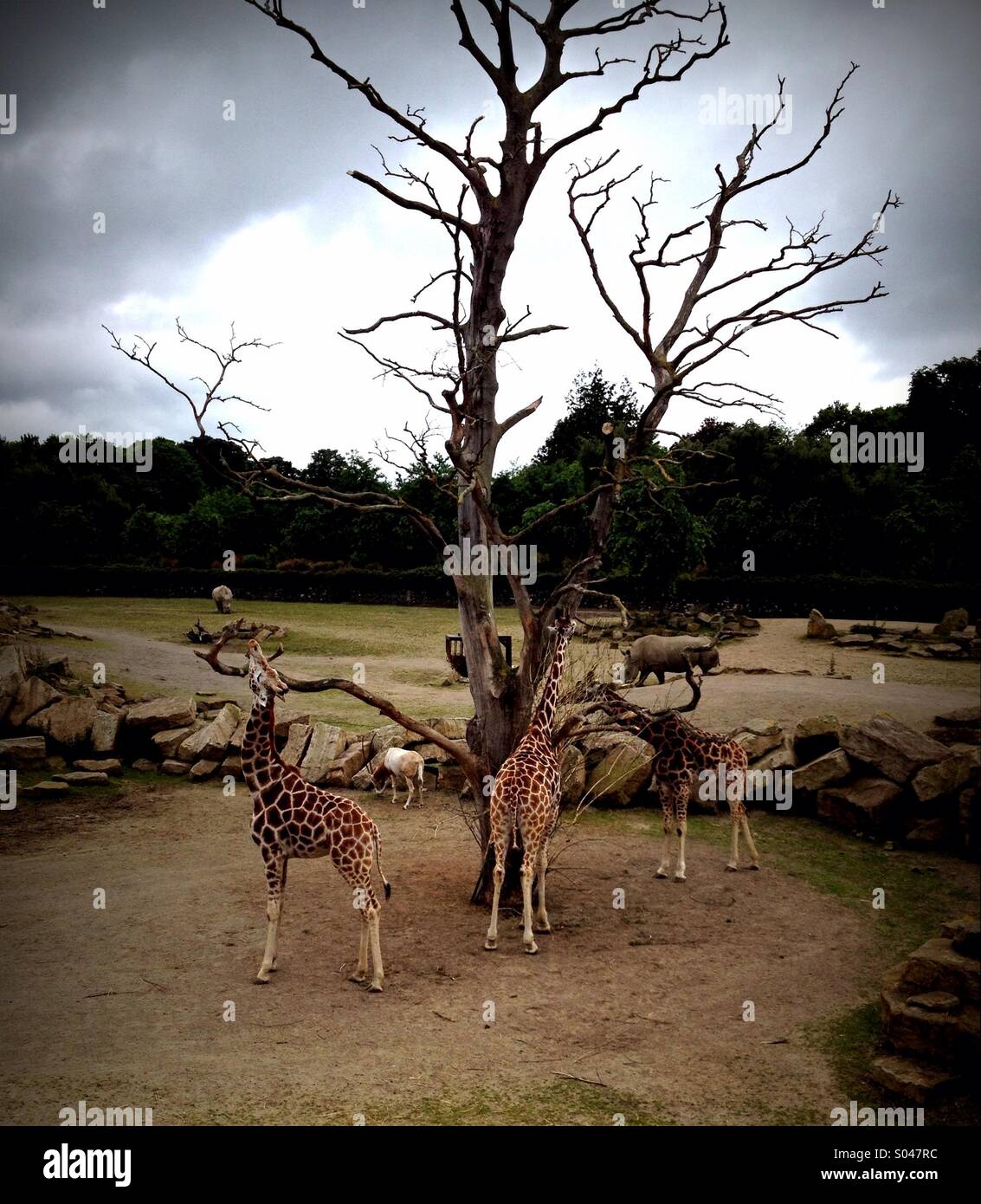 Giraffes eating from a tree hi-res stock photography and images - Alamy