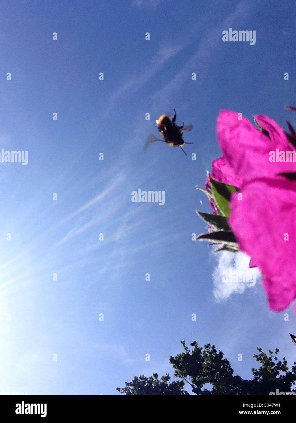 Flower from below hi-res stock photography and images - Alamy