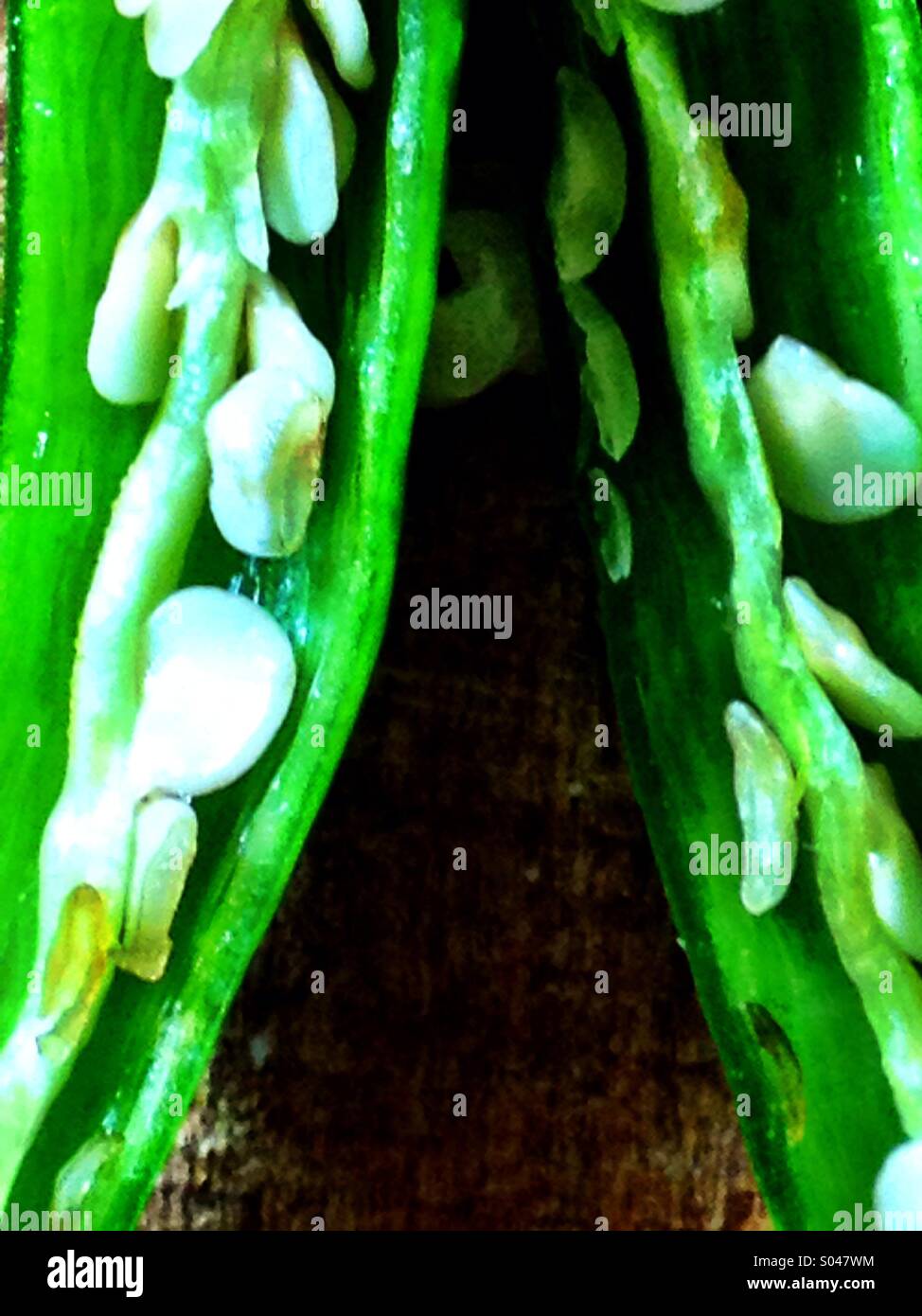 Green chilli interior Stock Photo - Alamy