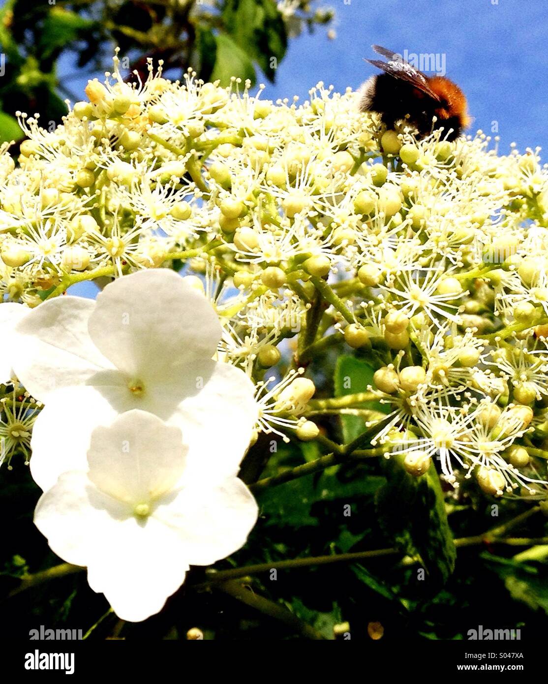 Hydrangea flower buds hi-res stock photography and images - Alamy