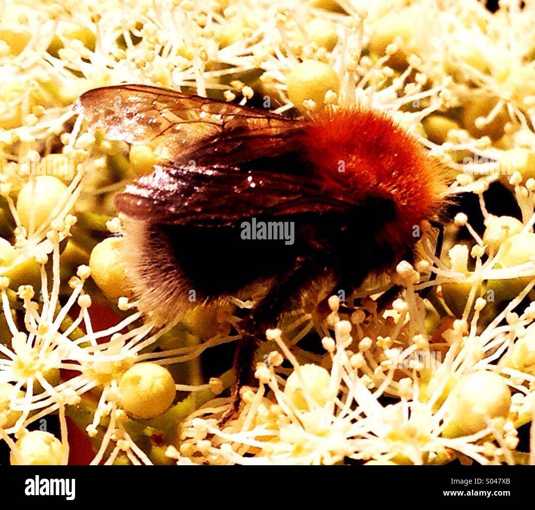 Bee on Flowering Hydrangea Stock Photo - Alamy