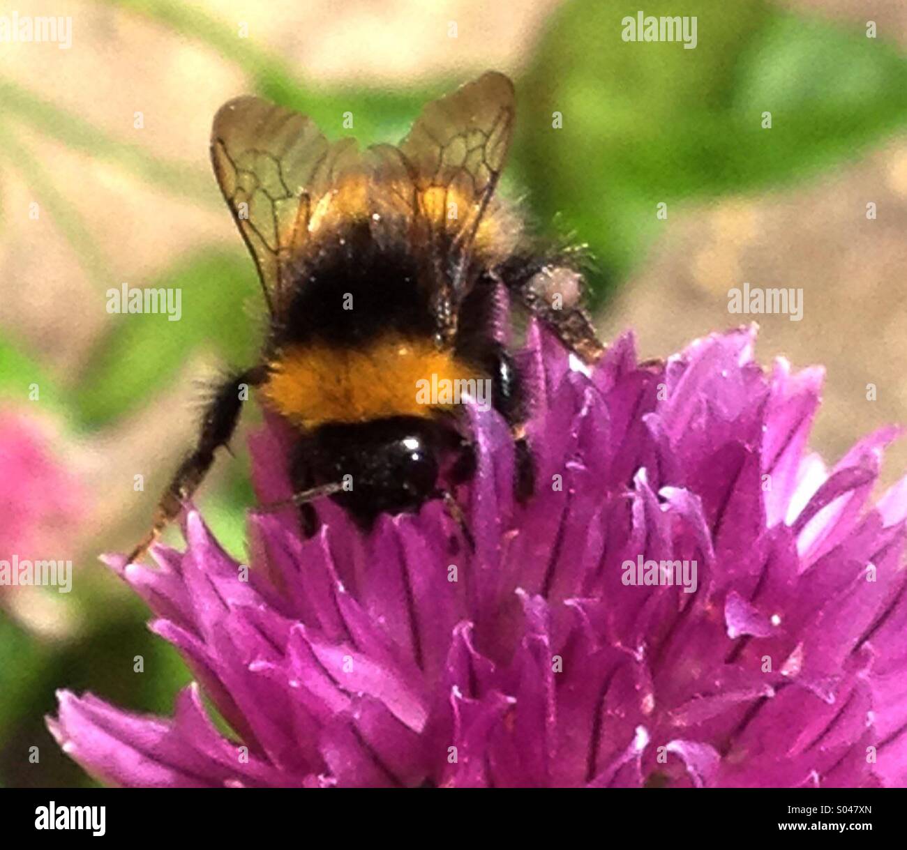 Honey Bee Collecting Nectar Stock Photo - Alamy