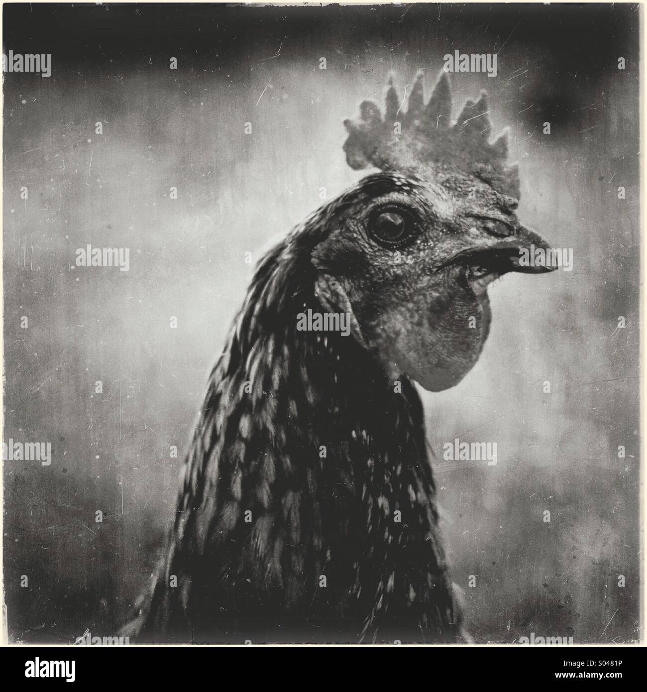 Hen face hi-res stock photography and images - Alamy